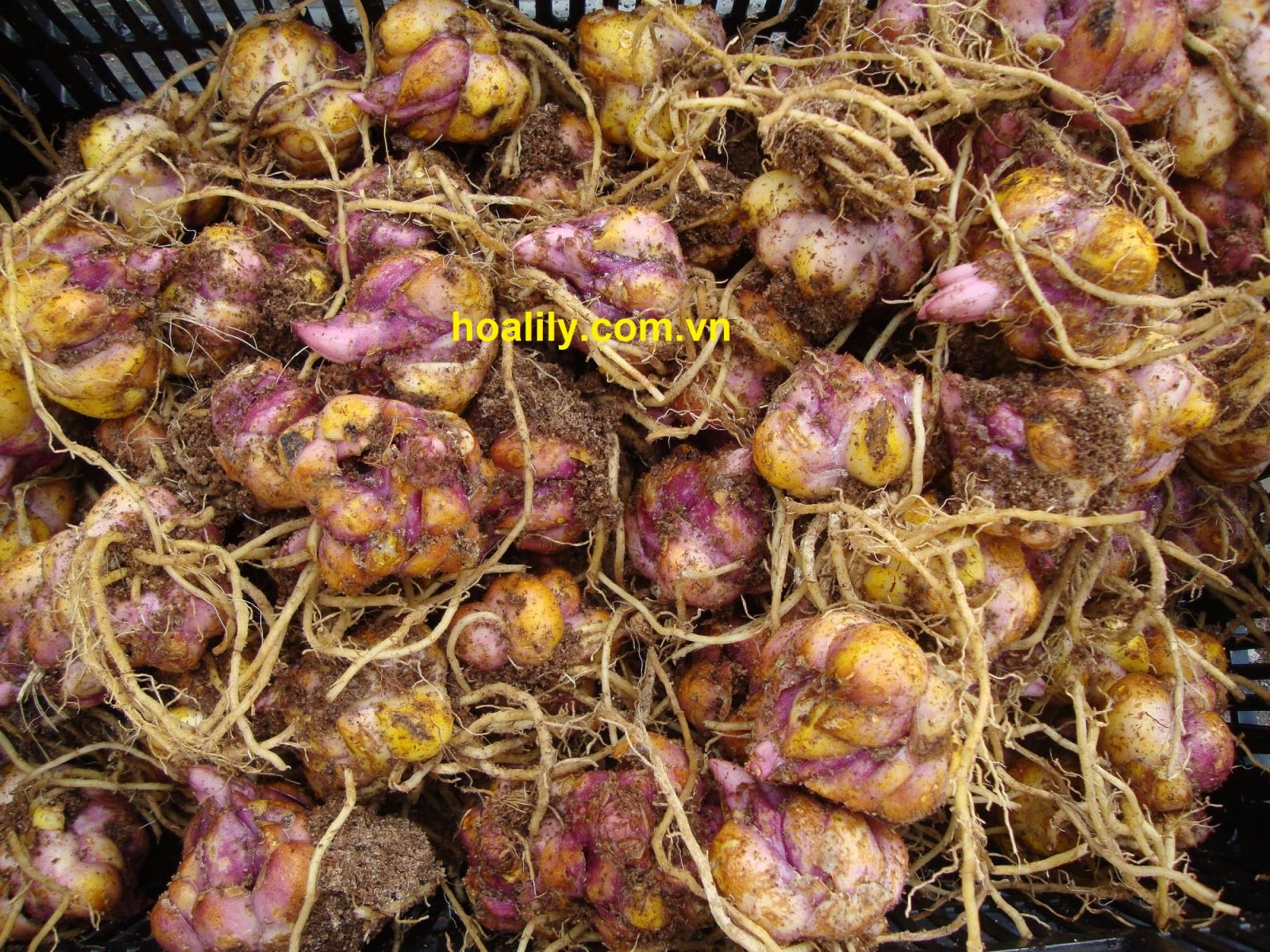 củ ly, ra rễ, xử lý, kho lạnh, rễ thân, thuốc daconil, viben C