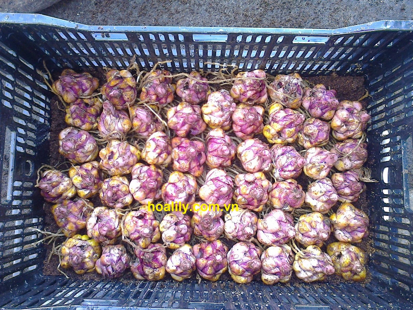 củ ly, ra rễ, xử lý, kho lạnh, rễ thân, thuốc daconil, viben C