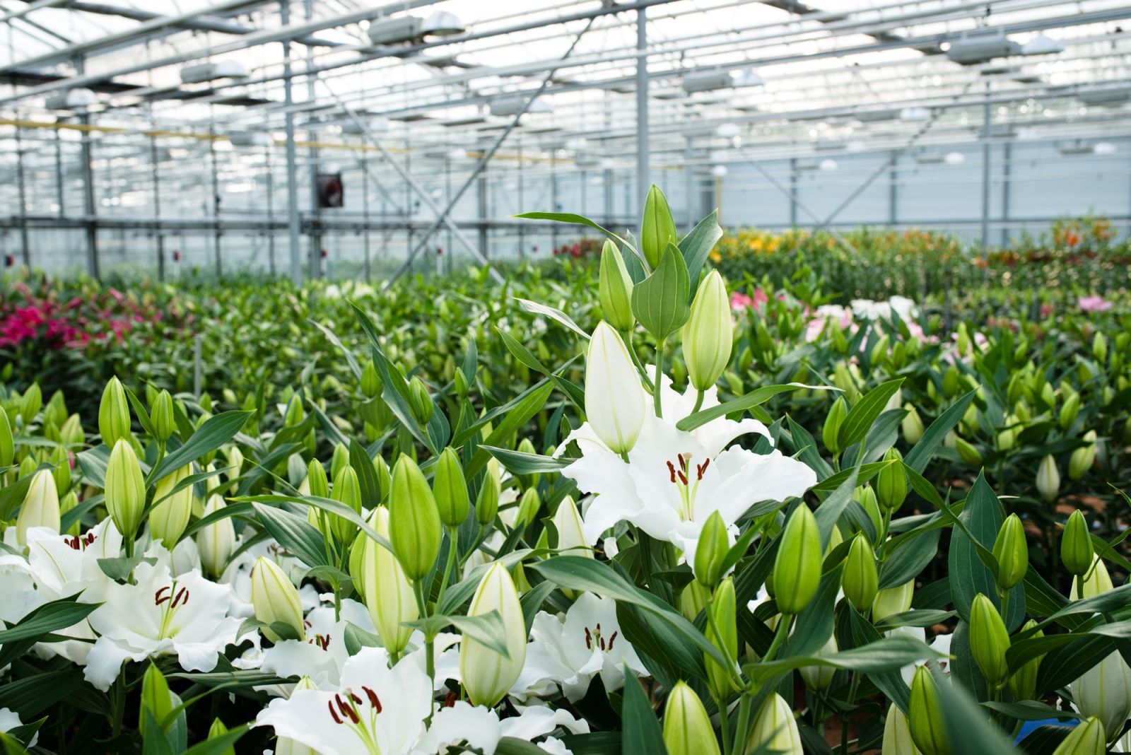 lễ hội hoa ly, đất nước Hà Lan, giống hoa ly mới, khách du lịch, sự kiện