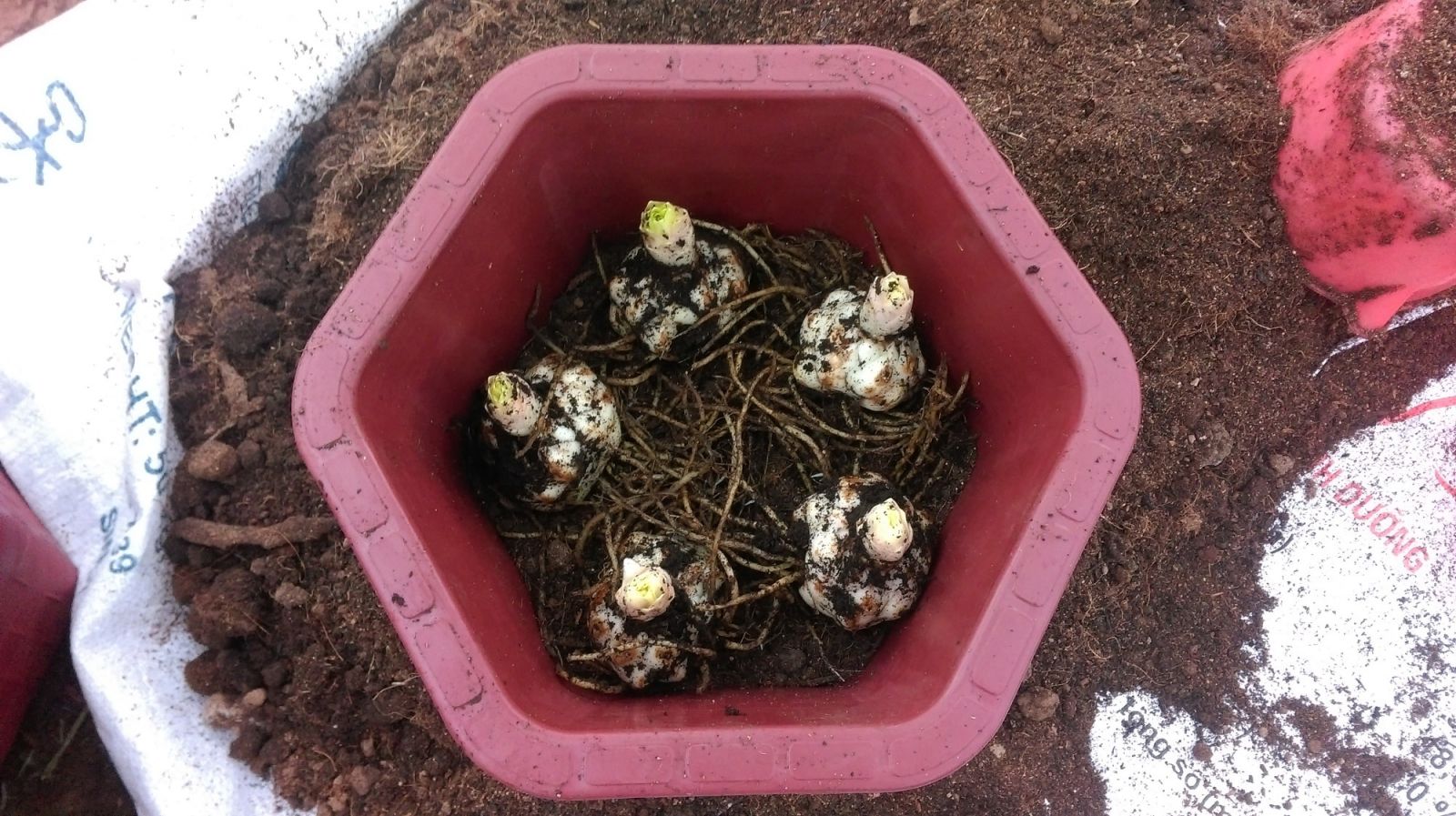 củ ly, trồng ly chậu, đúng cách, chậu nhựa, tưới nước, giá thể, mầm củ