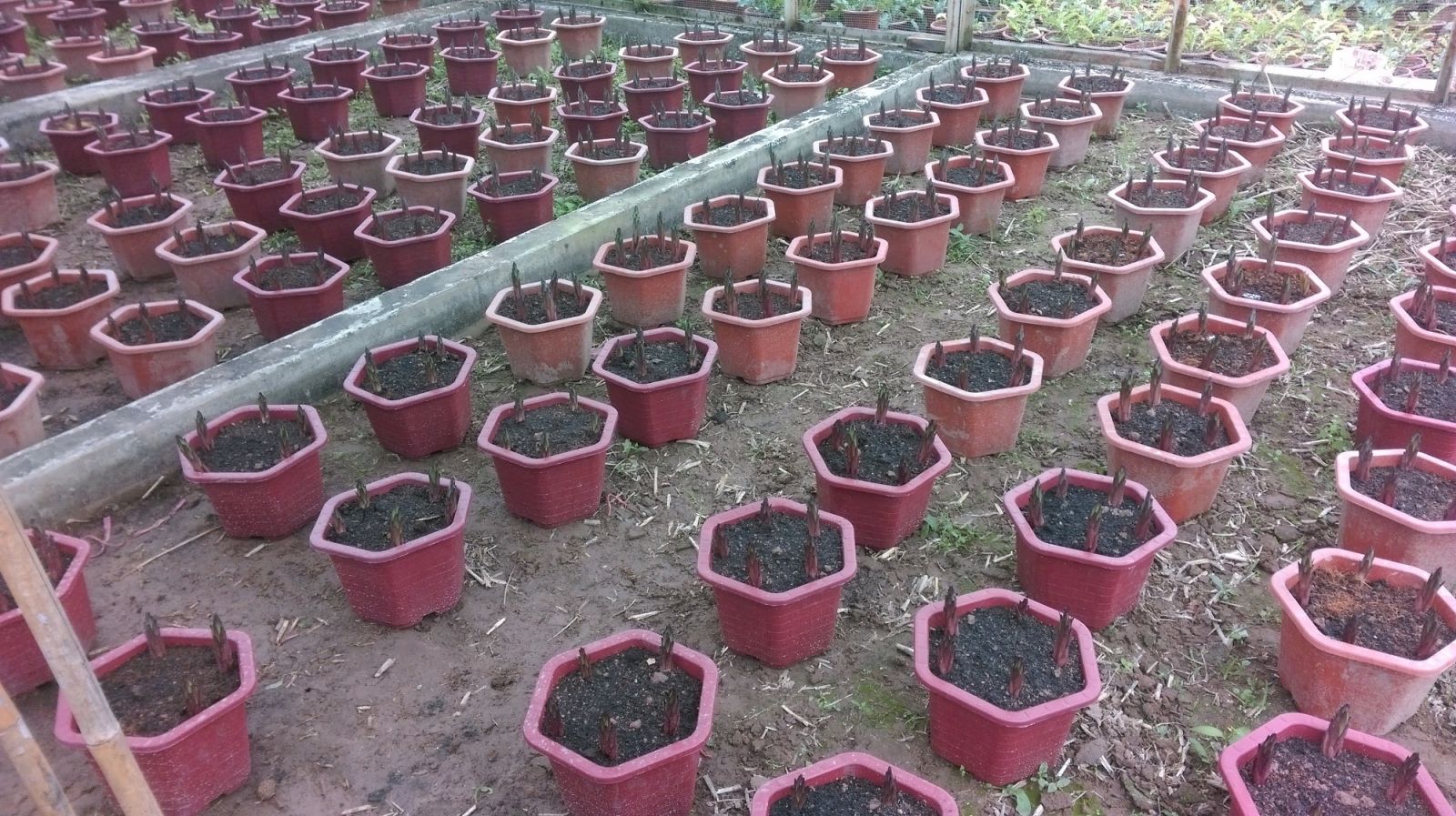 củ ly, trồng ly chậu, đúng cách, chậu nhựa, tưới nước, giá thể, mầm củ